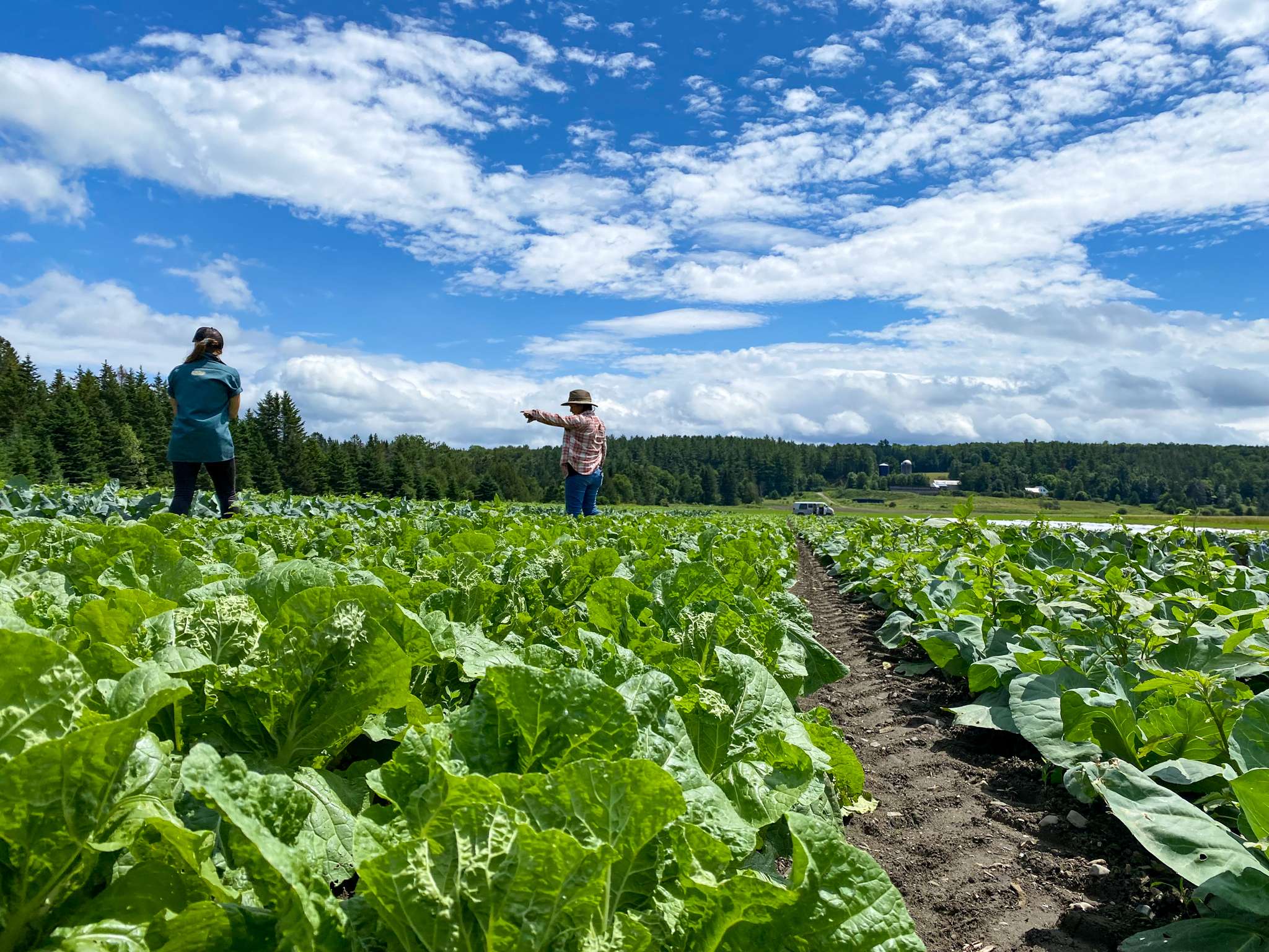 Growing Green: What Bugs Our Produce? - Pete's Greens, Four-Season ...
